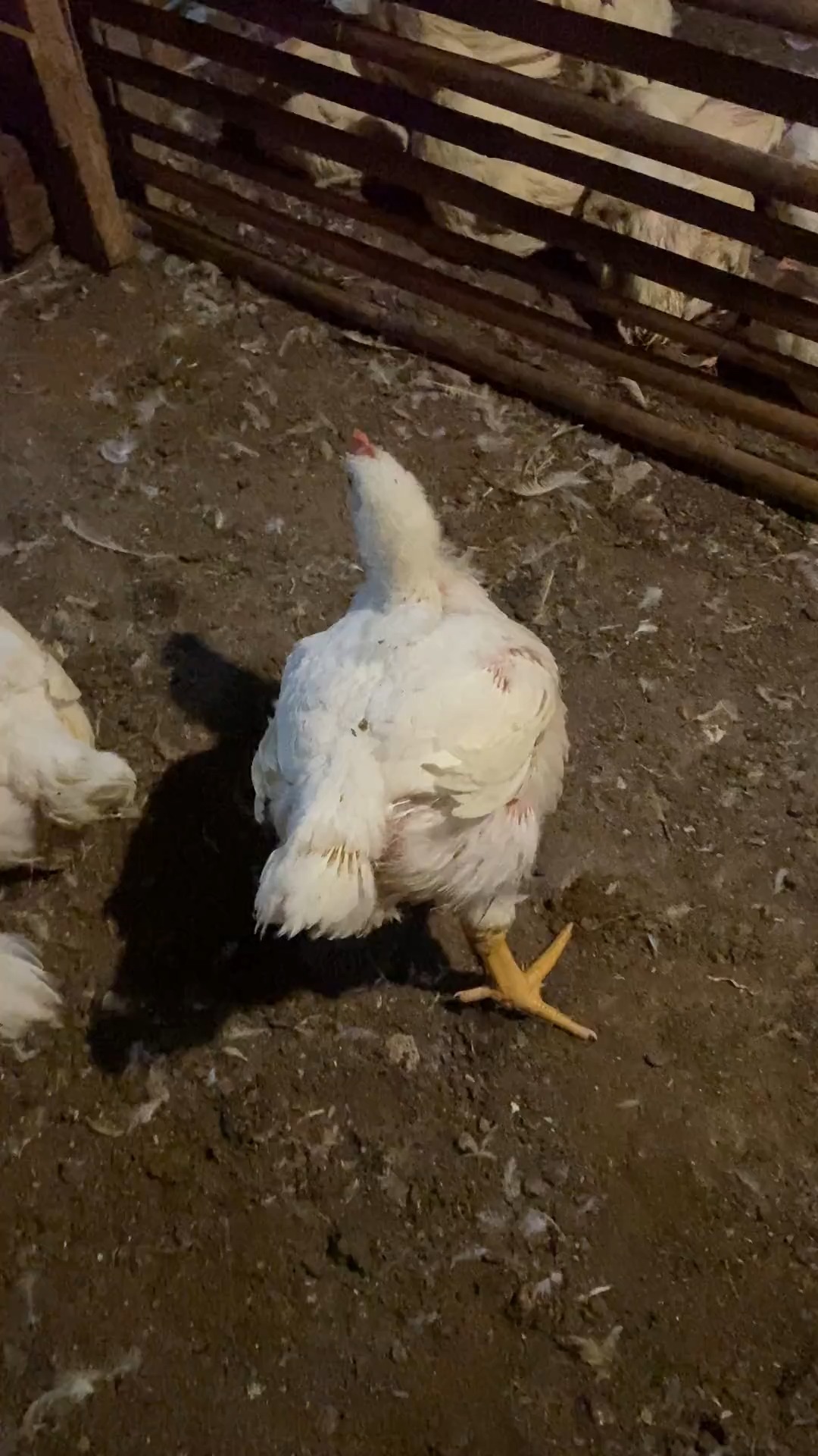 How to Use the Chicken health detection Object Detection API