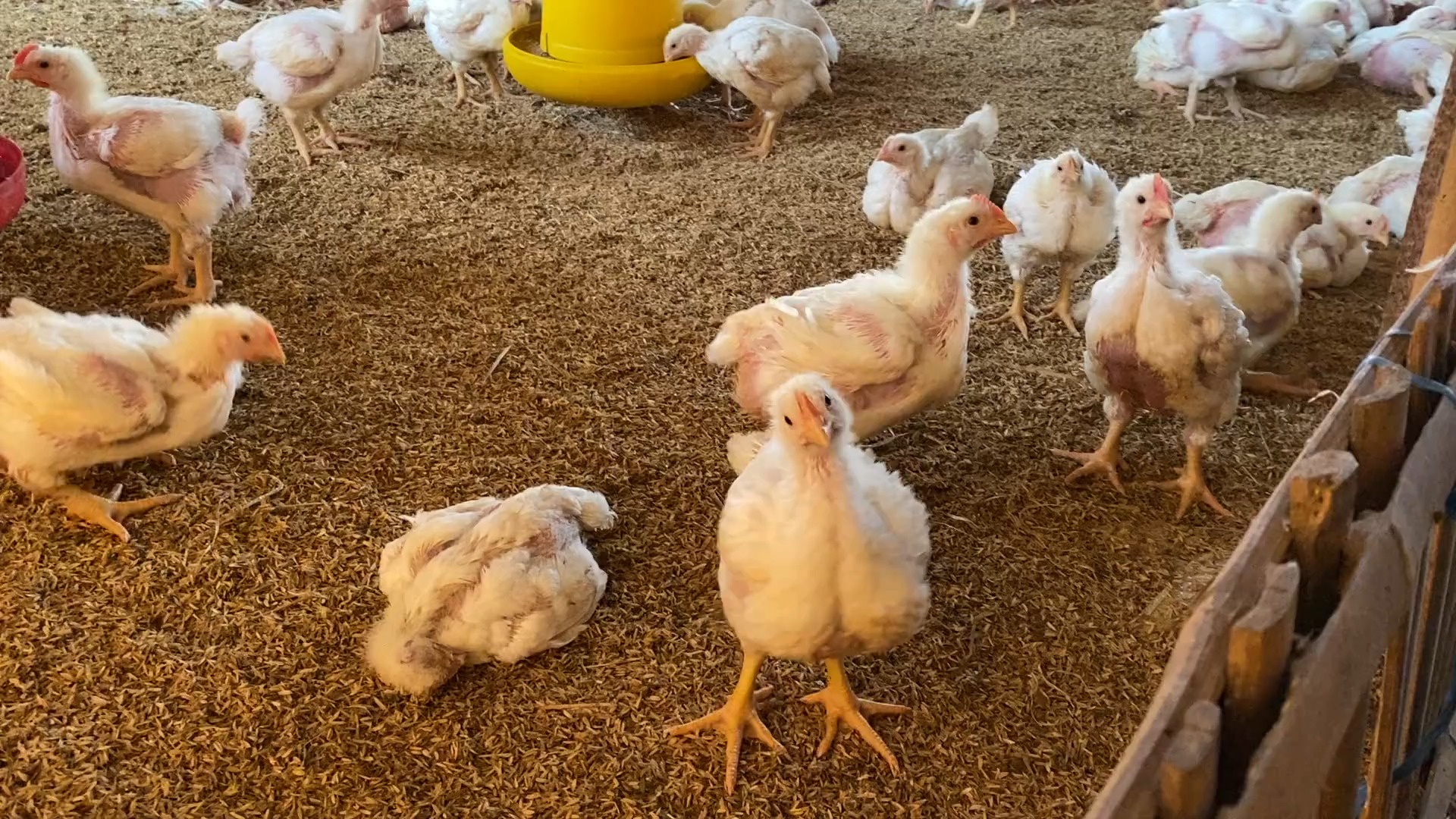 Chicken health detection2 Object Detection Dataset and Pre-Trained Model by Chicken health