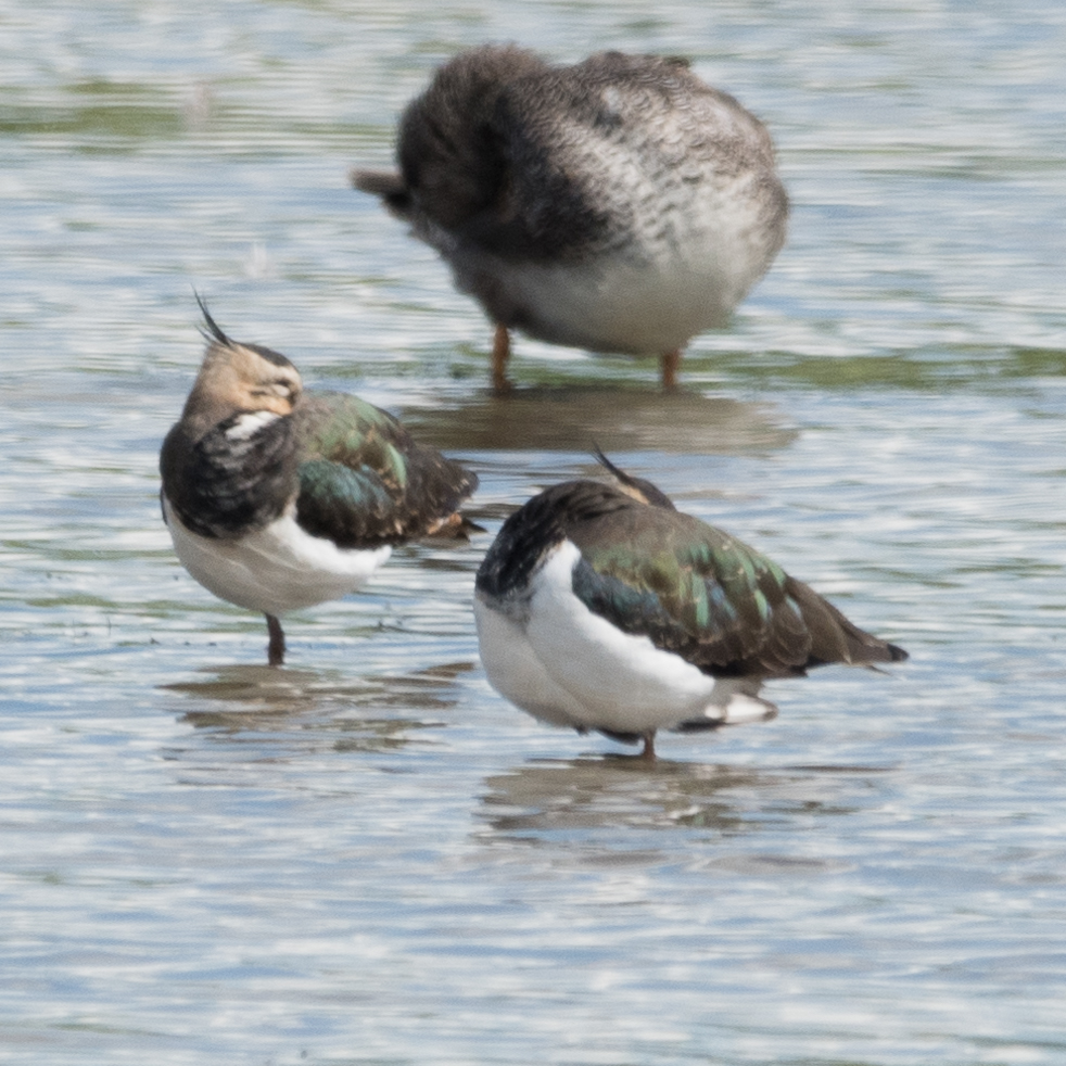 Kievit_Steenmarter_V2 Object Detection Dataset by Saxion1