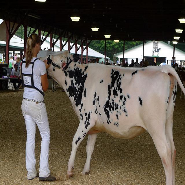 Cow Object Detection Dataset By Cow Detection