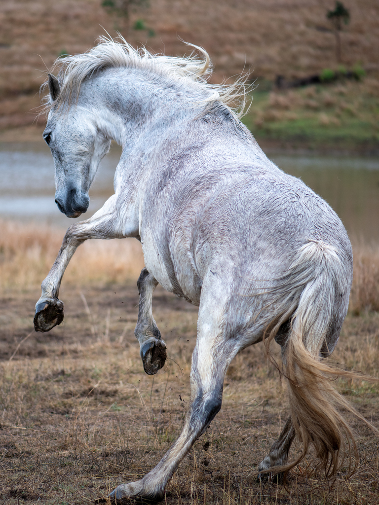 Caballo Object Detection Dataset by Jose Garcia