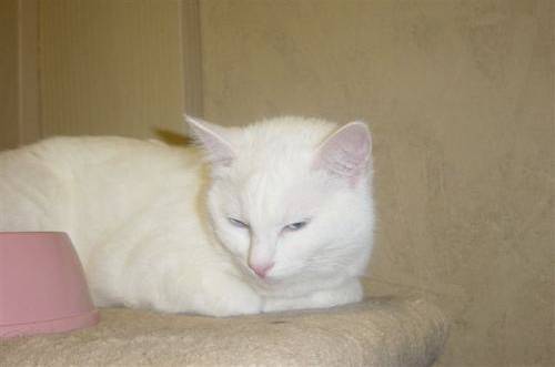 Dog and Cat Object Detection Dataset by P1