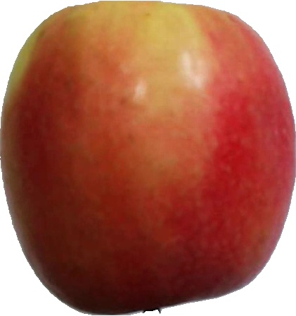 Apple Object Detection Dataset by pusan national university