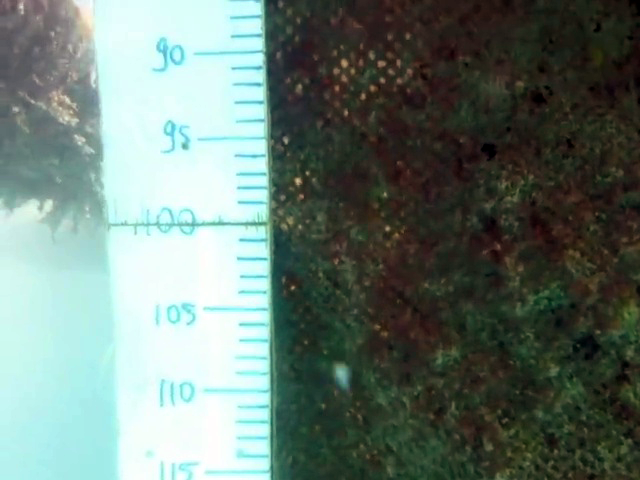 ROV2 Classification Dataset by rov project