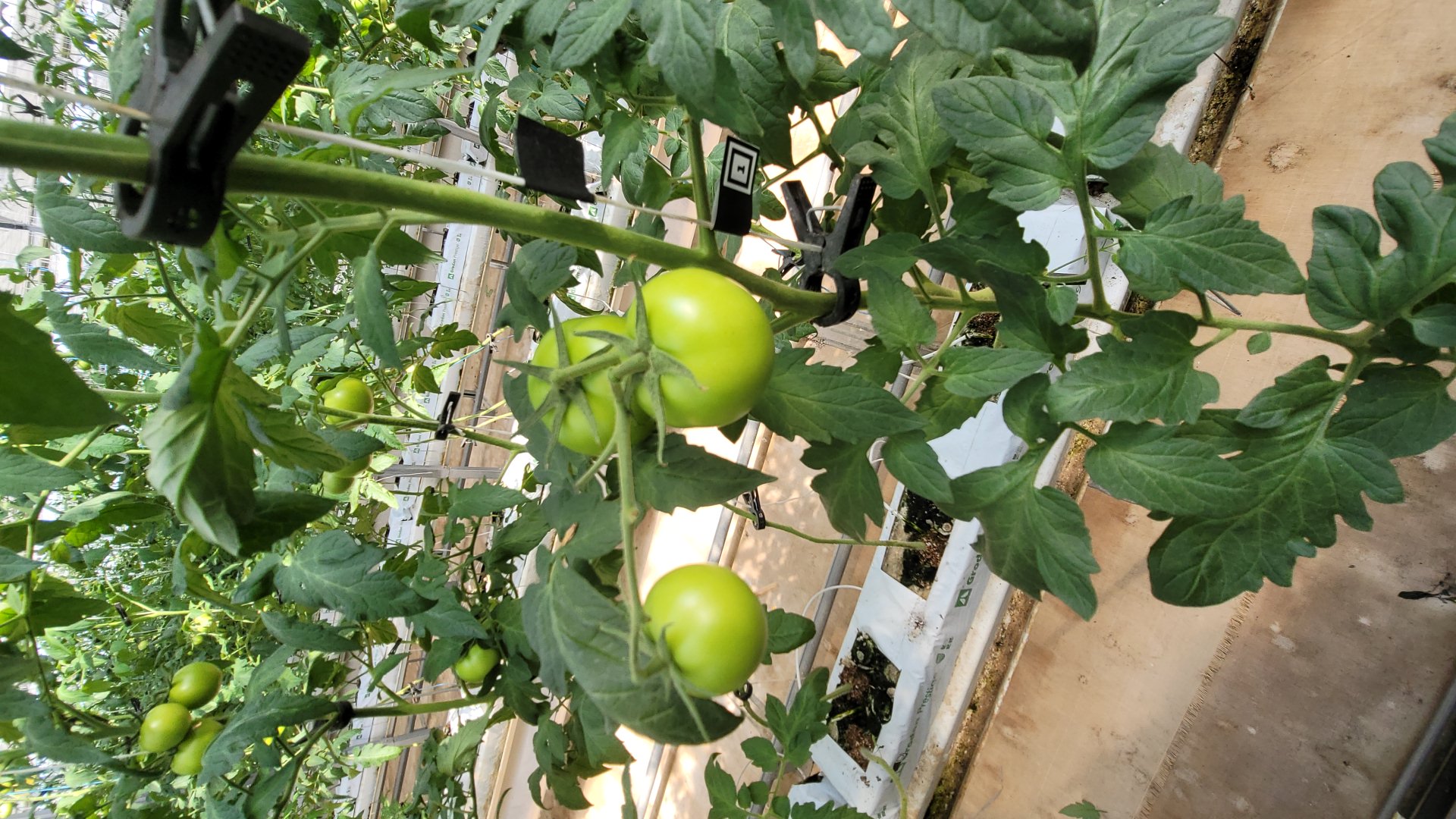 tomato_noflower Object Detection Dataset and Pre-Trained Model by tomatonoflower