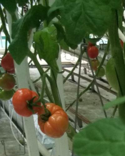 Tomato detection Object Detection Dataset and Pre-Trained Model by BRAC UNIVERSITY