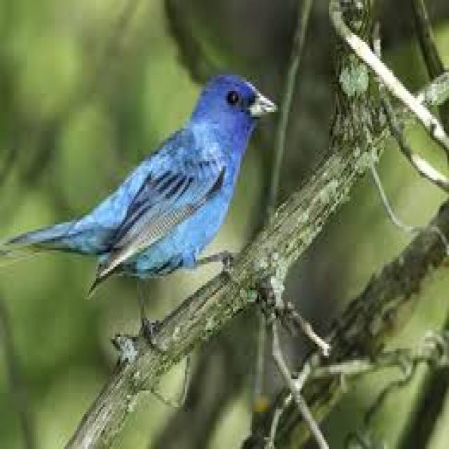 animal segment Instance Segmentation Dataset by N AI