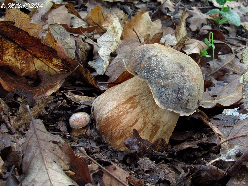 Mushrooms Object Detection Dataset By Carlos Oliver Hernandez Montejano
