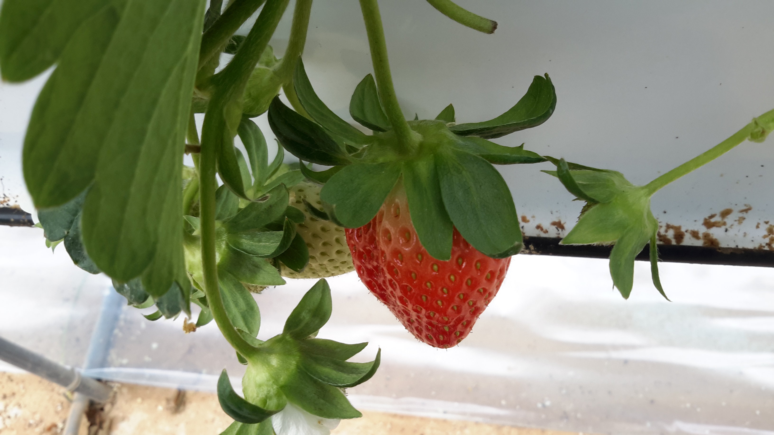 strawberry Object Detection Dataset and Pre-Trained Model by strawberry5