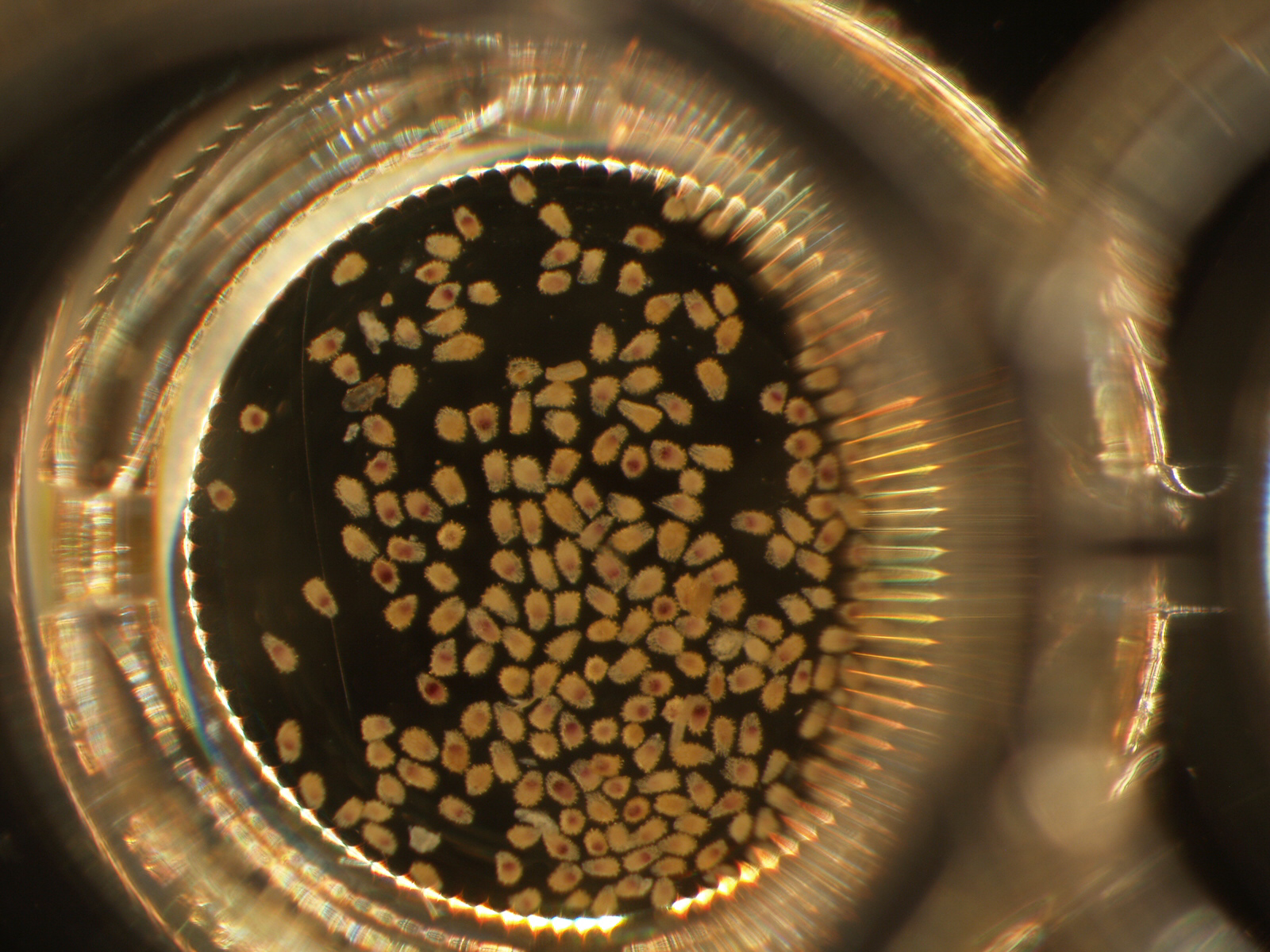 Seed germination qnd r Object Detection Dataset by seeds