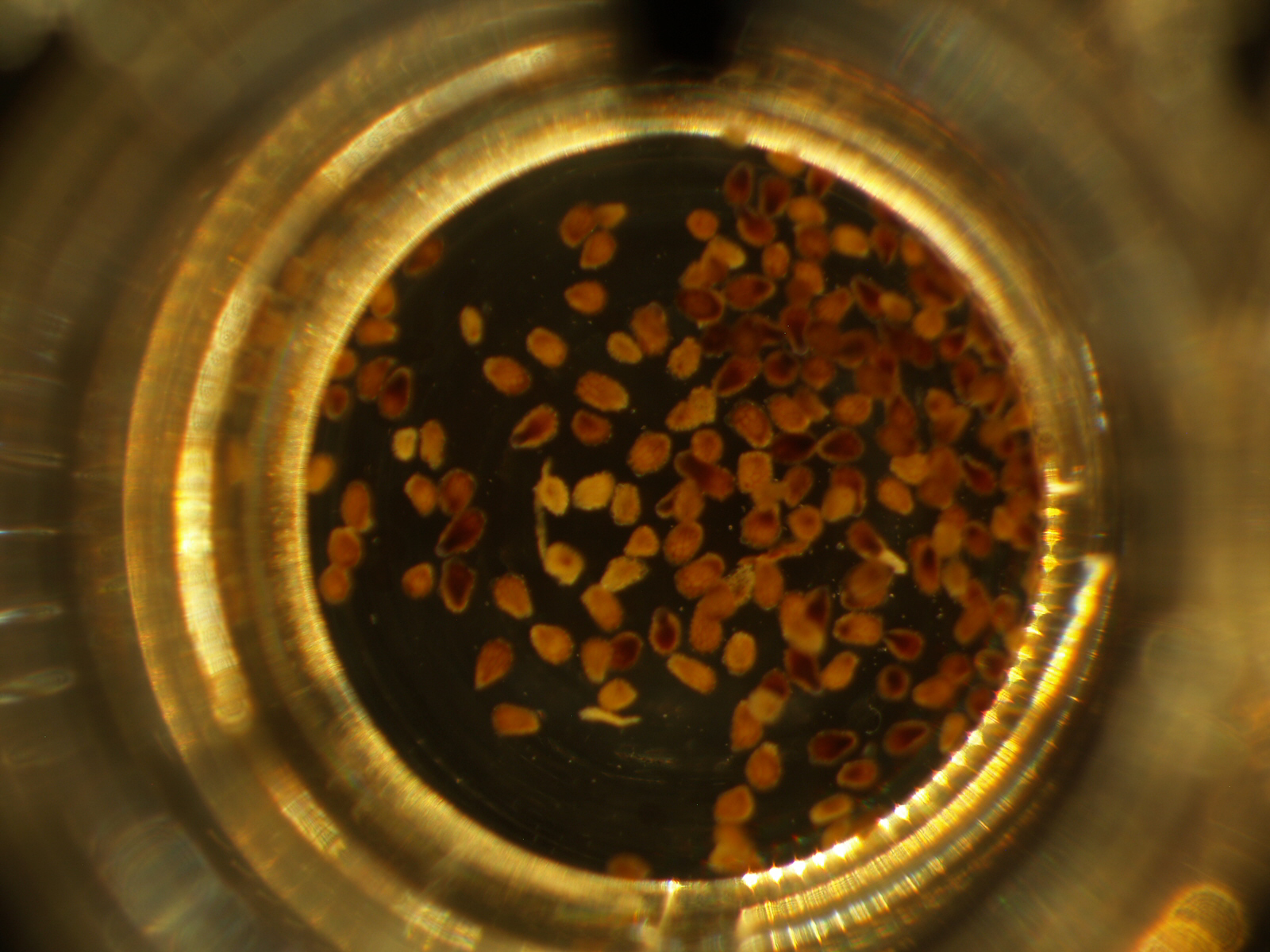 Seed radicles germination Object Detection Dataset by seeds