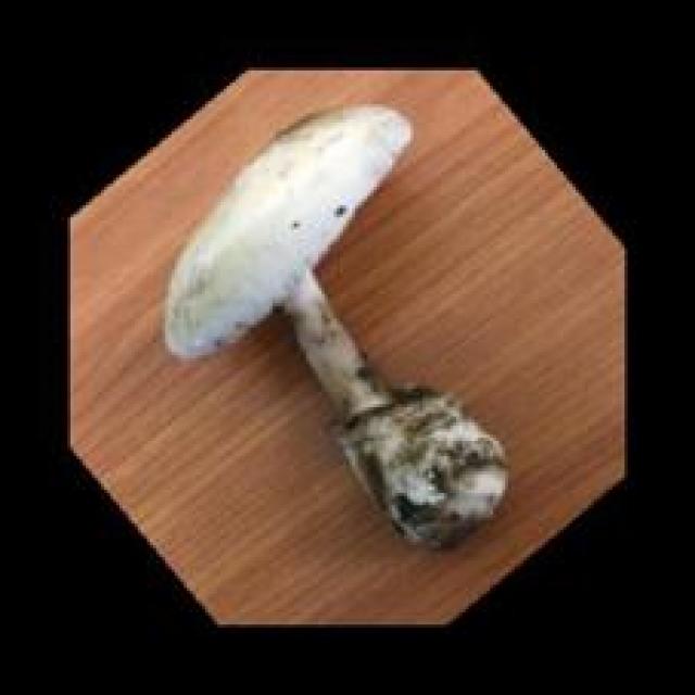 Project Mushroom Object Detection Dataset And Pre Trained Model By Kik