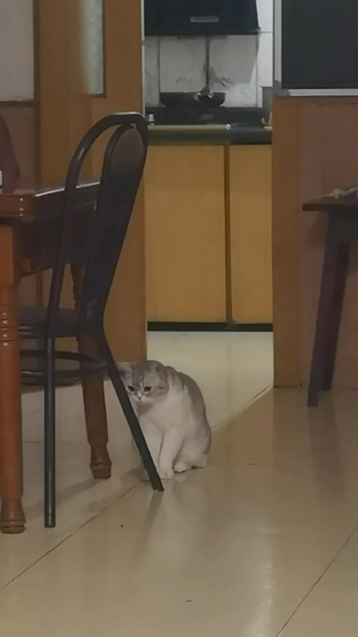 Cat Object Detection Dataset By Cat