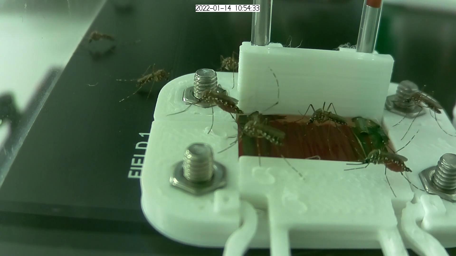 Ae.aegypti_ver11 Object Detection Dataset and Pre-Trained Model by Miller Lab Public