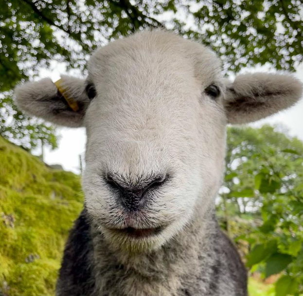 Sheep Object Detection Dataset and Pre-Trained Model by project-fjuik