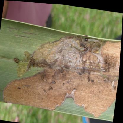 How to Use the plant disease detection Object Detection API