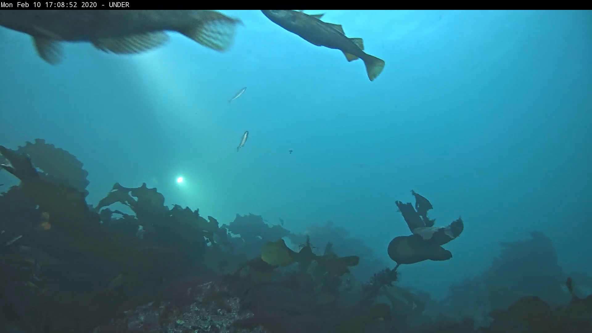 Fish4Knowledge Dataset Object Detection Dataset and Pre-Trained Model ...