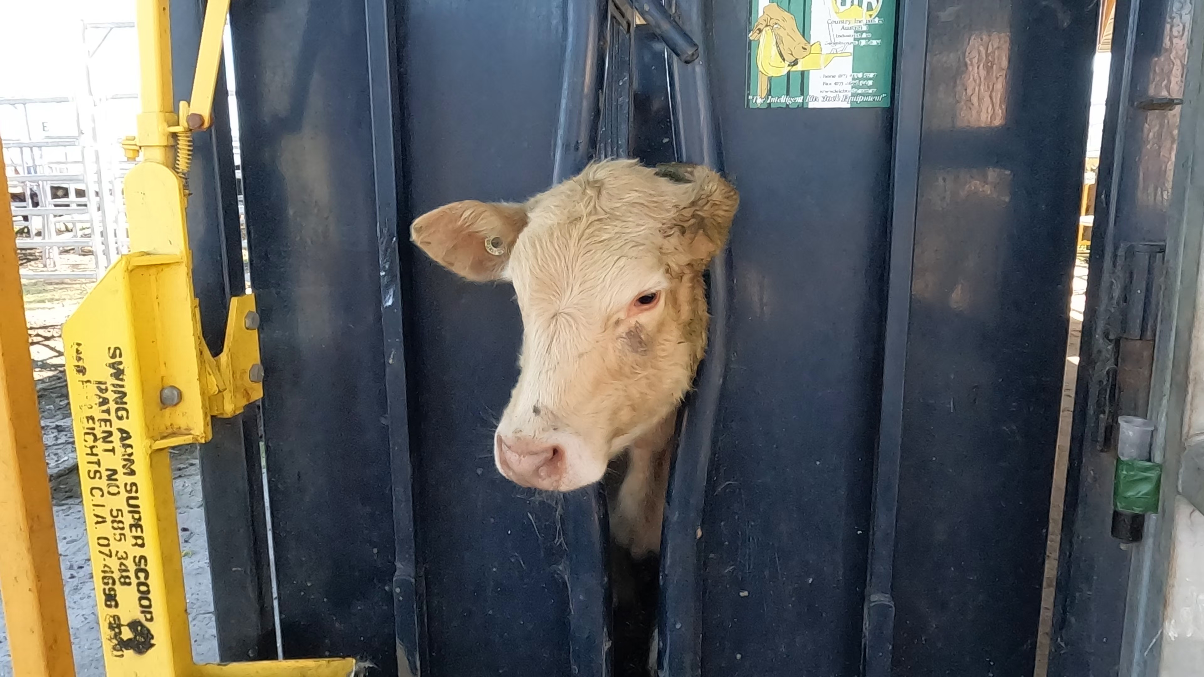 Cattle Object Detection Dataset By Cattle