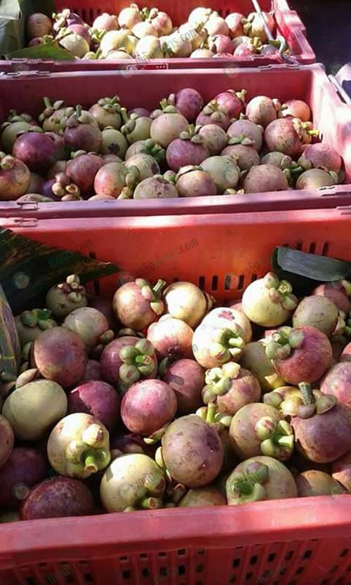 Grade Object Detection Dataset by Pantongkam Pathtaratanasut