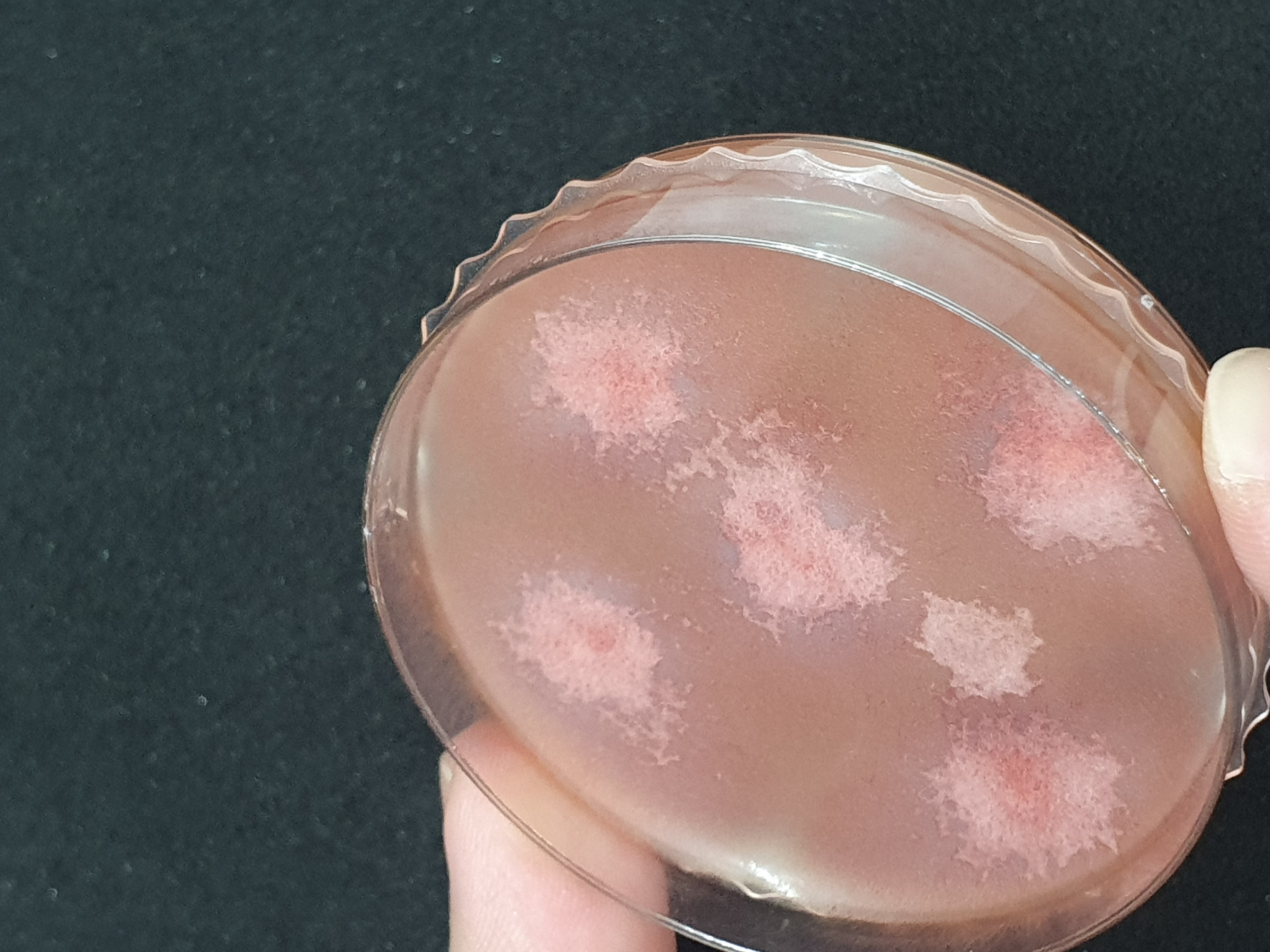 ku-mold Instance Segmentation Dataset by yuyoung