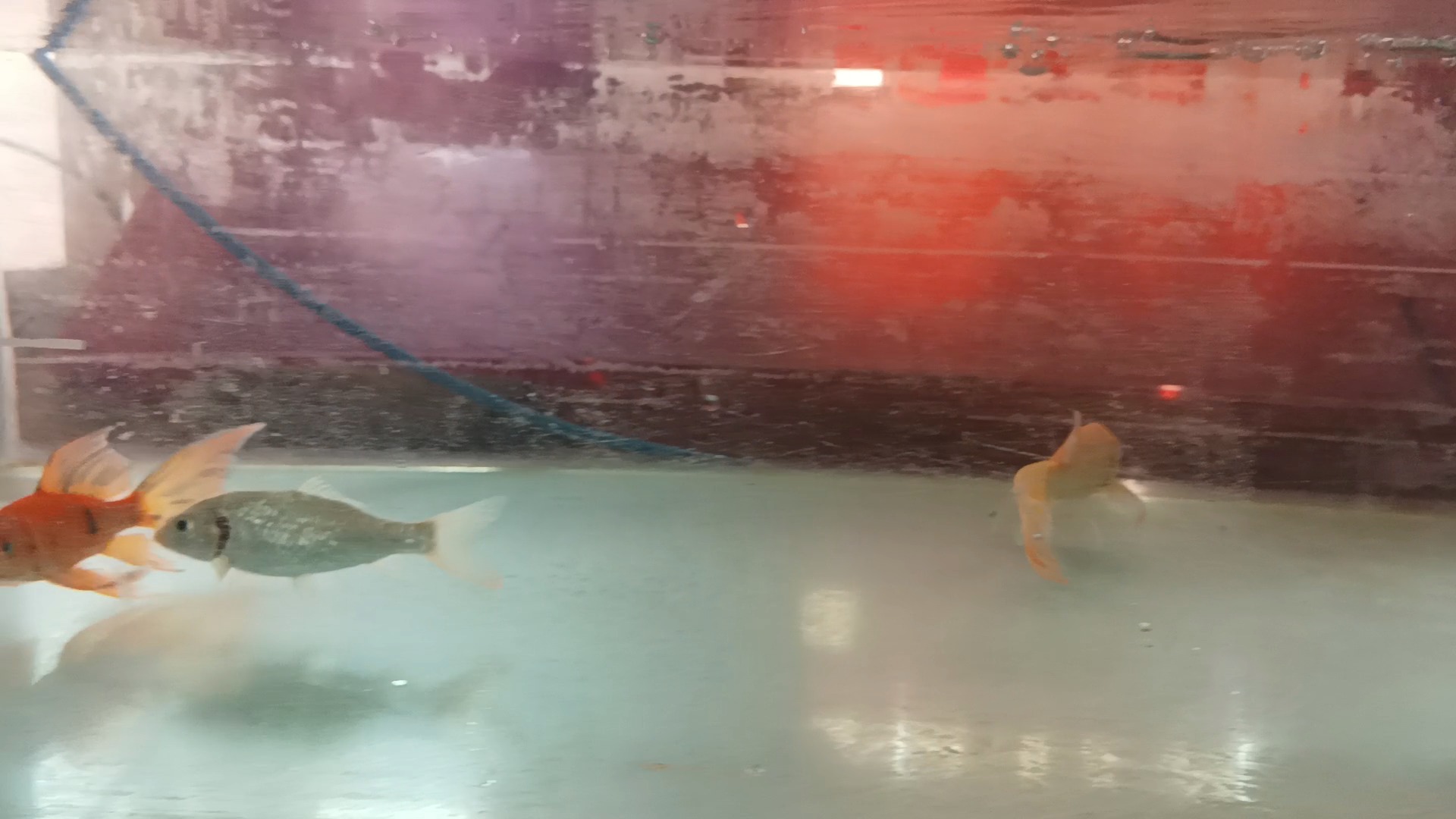 ornamental fish detection Object Detection Dataset and Pre-Trained Model by objectdetection