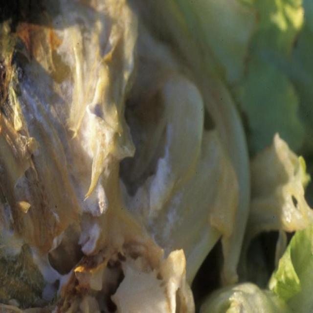 lettuce Object Detection Dataset and Pre-Trained Model by Lettuce