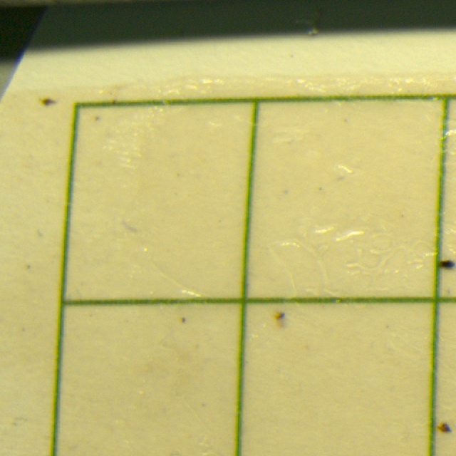 Pseudococcus Longispinus Object Detection Dataset By Quimicamasso