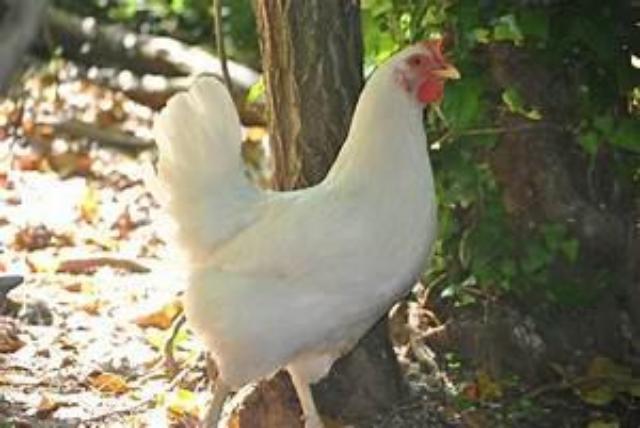 Chicken Counting Object Detection Dataset And Pre Trained Model By