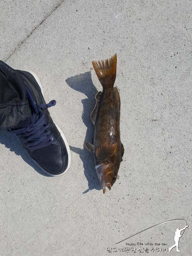 Fish Detection team Object Detection Dataset and Pre-Trained Model by ...