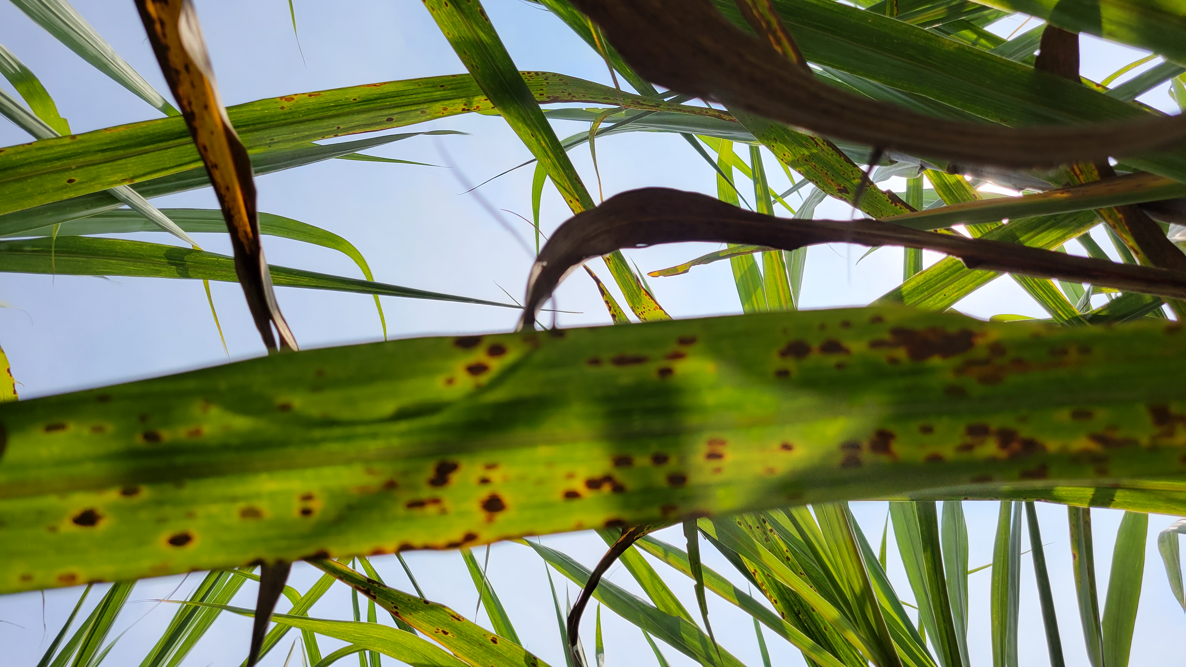 Plant Disease Detection Object Detection Dataset V1 2023 02 19 8 40pm