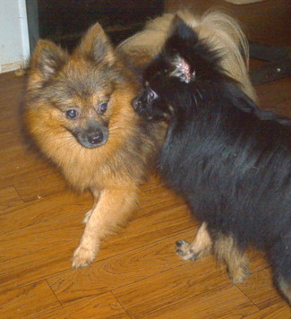 Tim Pollmann - Roboflow Universe