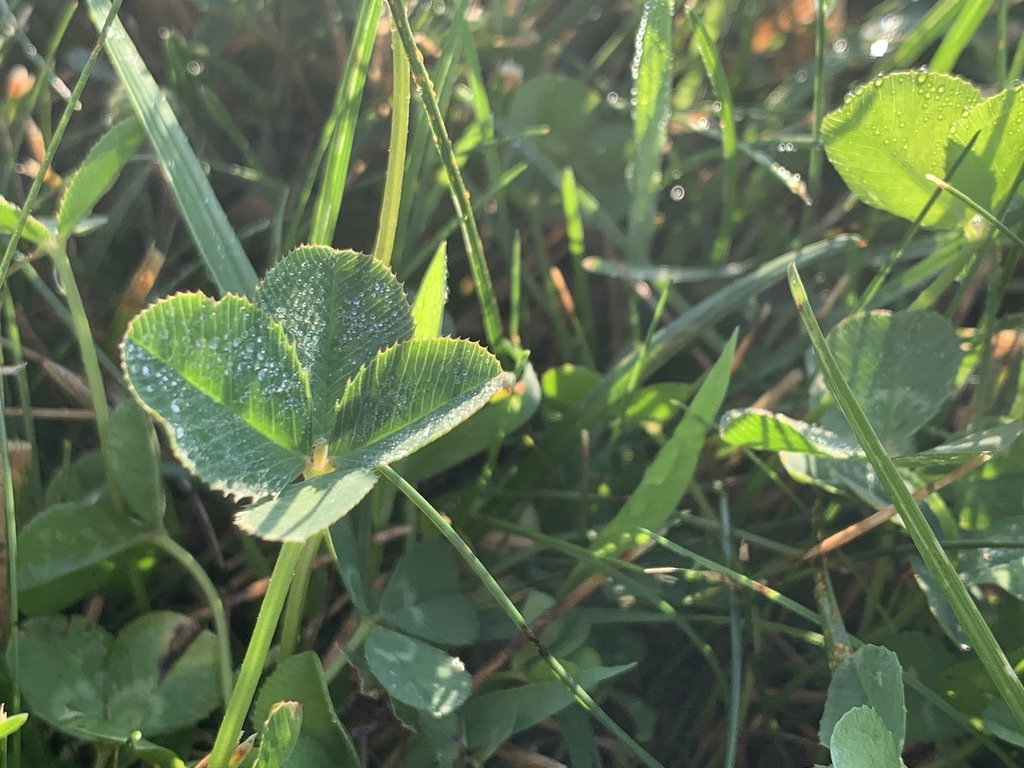 Clover Object Detection Dataset by Benn Witt