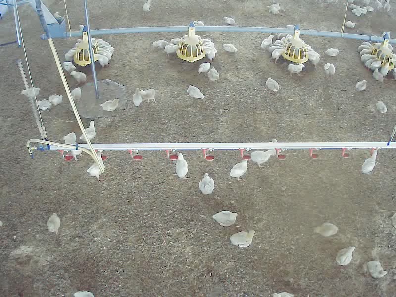 chicken_video Object Detection Dataset and Pre-Trained Model by Team2projects