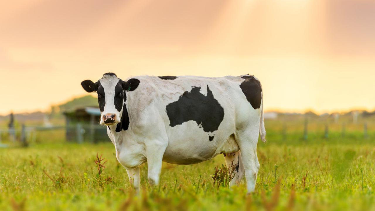 Cow Detection Object Detection Dataset By New Workspace Ziskq
