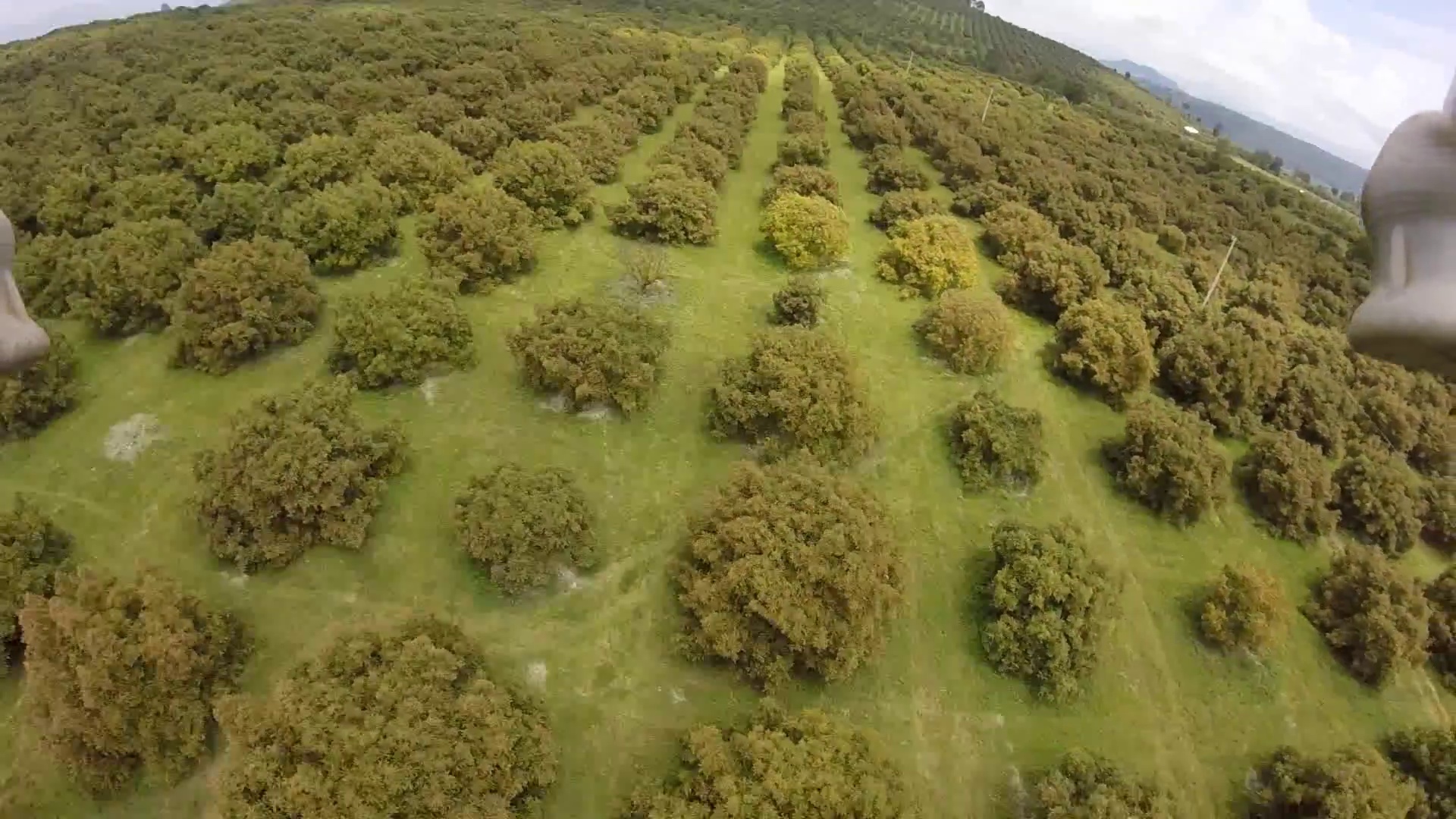 Plant-Counting-Sizing Instance Segmentation Dataset by WS