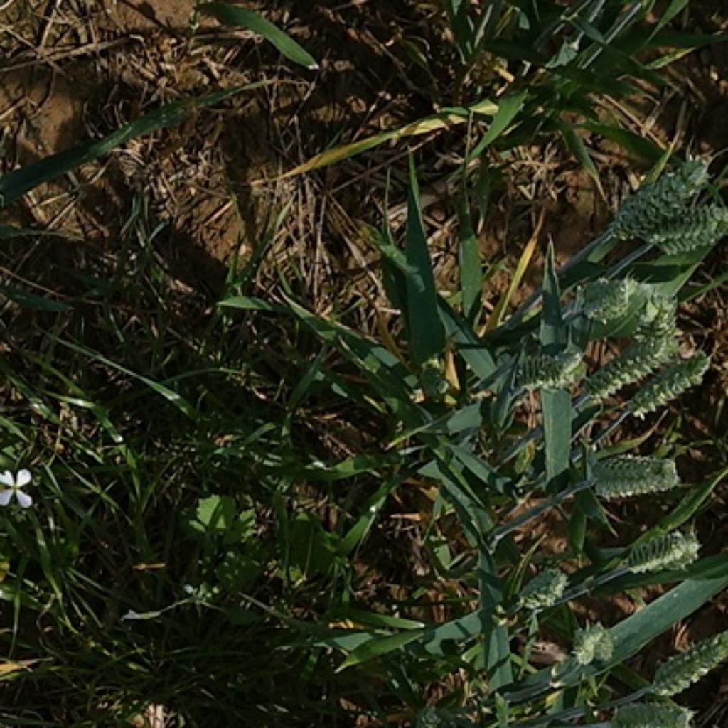 How to Use the espigas-kaggle Object Detection API