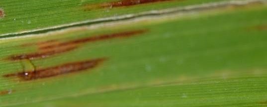 Rice Plant Disease Detection Object Detection Dataset By Thiagarajar