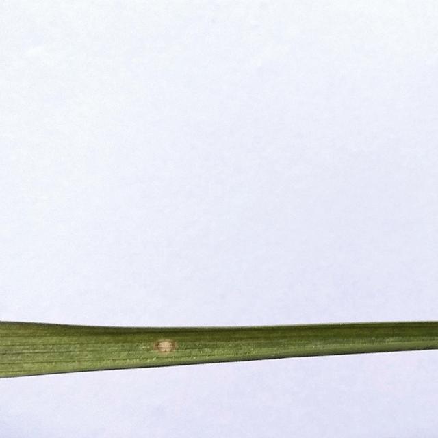 How to Use the rice plant disease detection Object Detection API