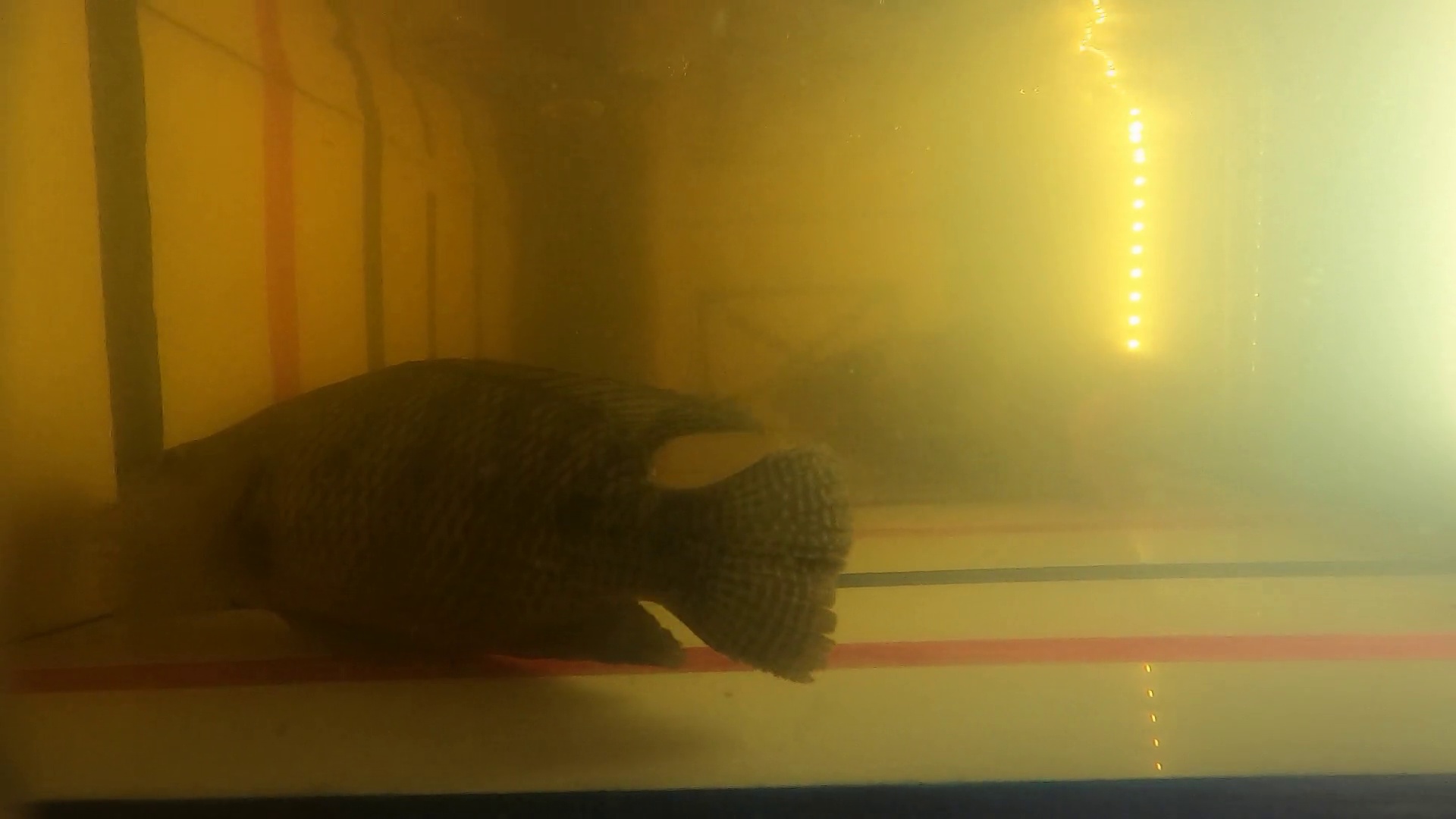 Tilapia Instance Segmentation Dataset and Pre-Trained Model by BeeFish