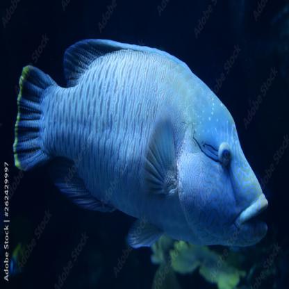 yolov5FishDetection Object Detection Dataset and Pre-Trained Model by ...