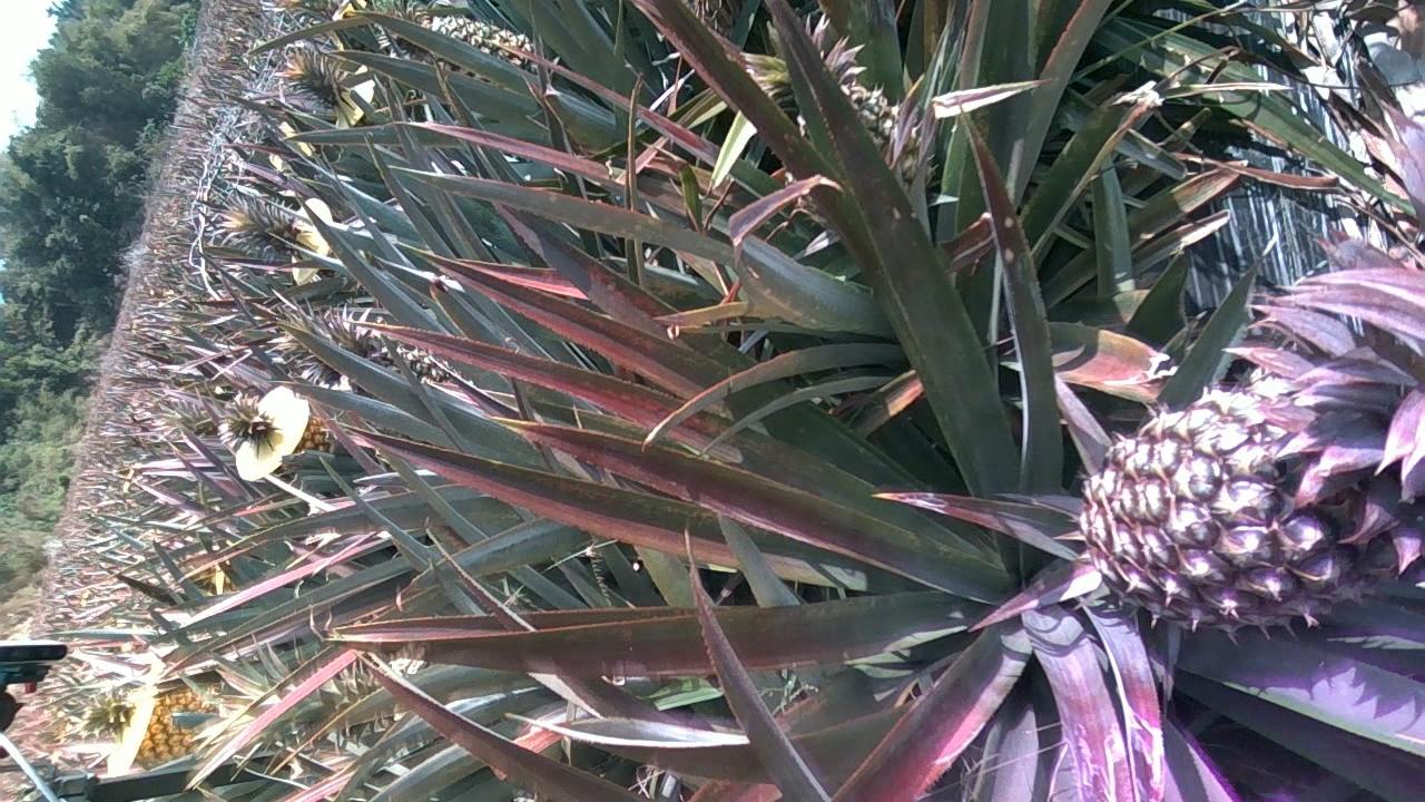 How to Use the pineapple Object Detection API