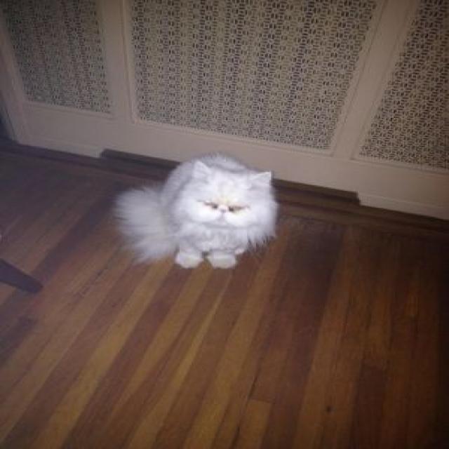 Cat Species Classification Dataset V3 2023 07 08 6 25pm By Cat Species