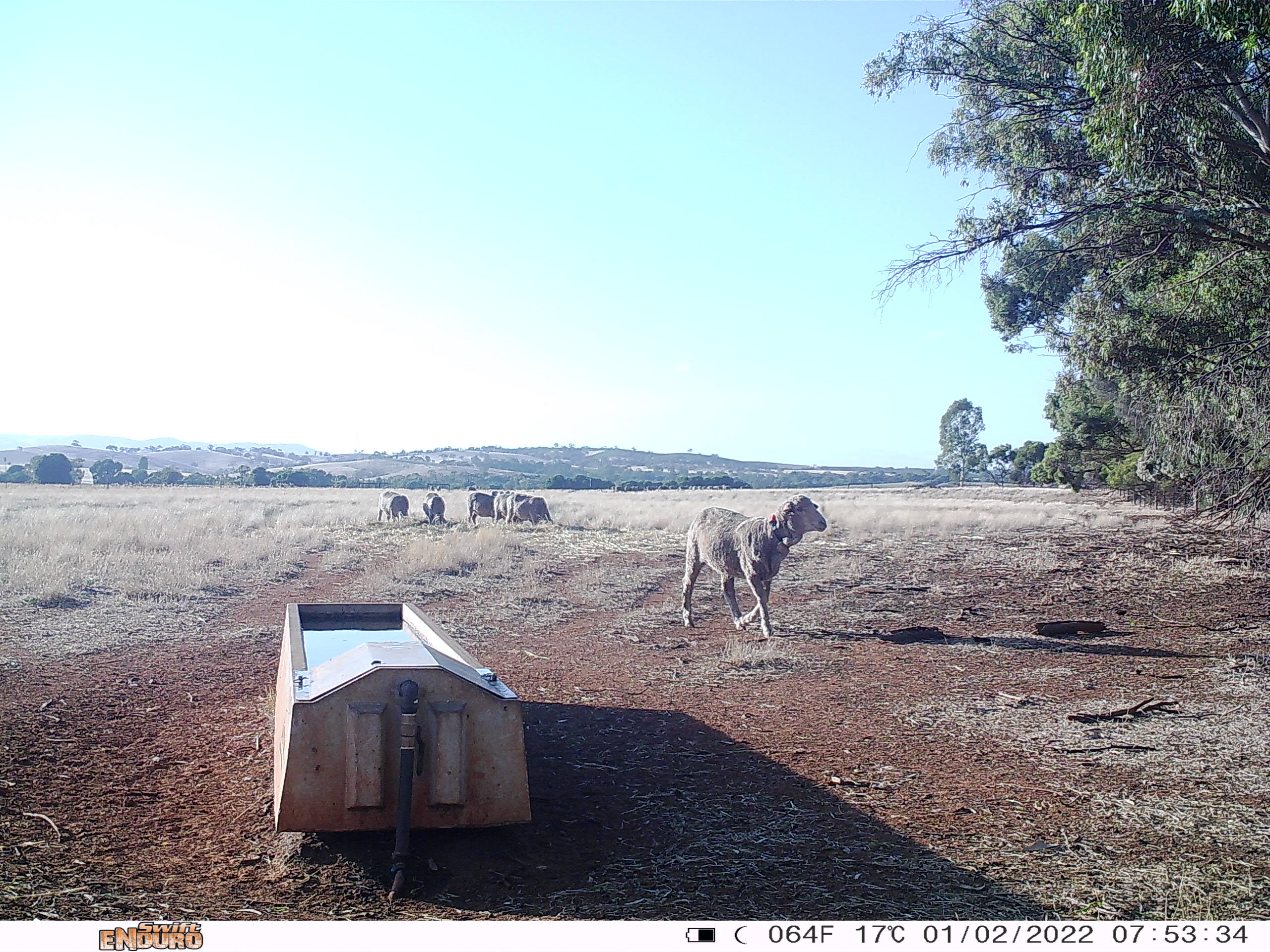 100 Sheep Detection Object Detection Dataset And Pre Trained Model By