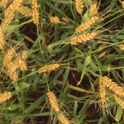 Wheat Object Detection Dataset By Gpo2