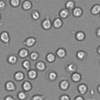 cells-seg Computer Vision Dataset by cells