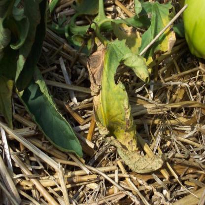 Crop Disease Object Detection Dataset and Pre-Trained Model by Aryan ...